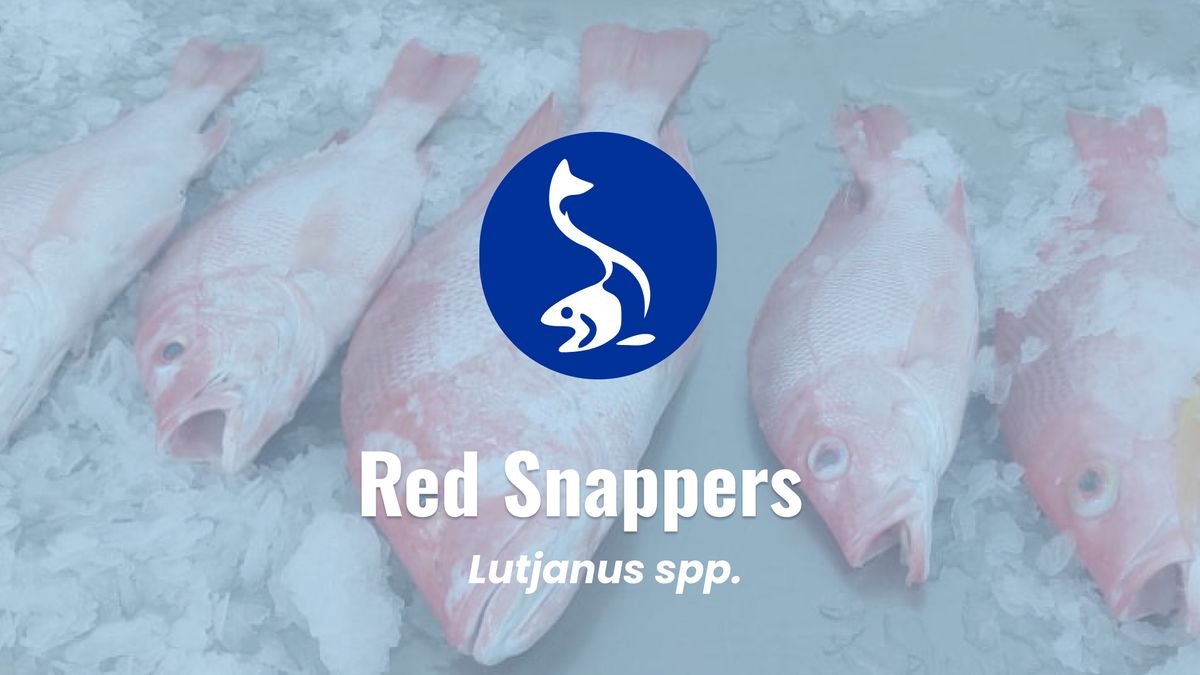 Snapper | PT Chen Woo Fishery